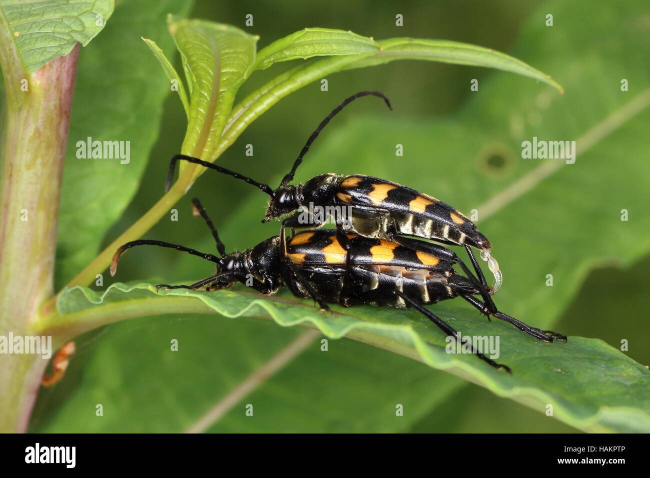 Four-banded longhorn beetles mating Stock Photo - Alamy