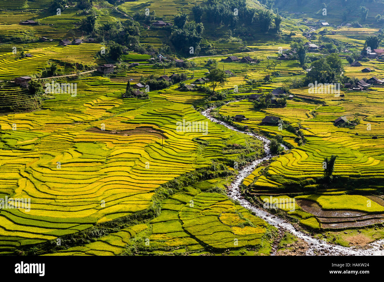 Local houses in a rice field with a river running through Stock Photo ...