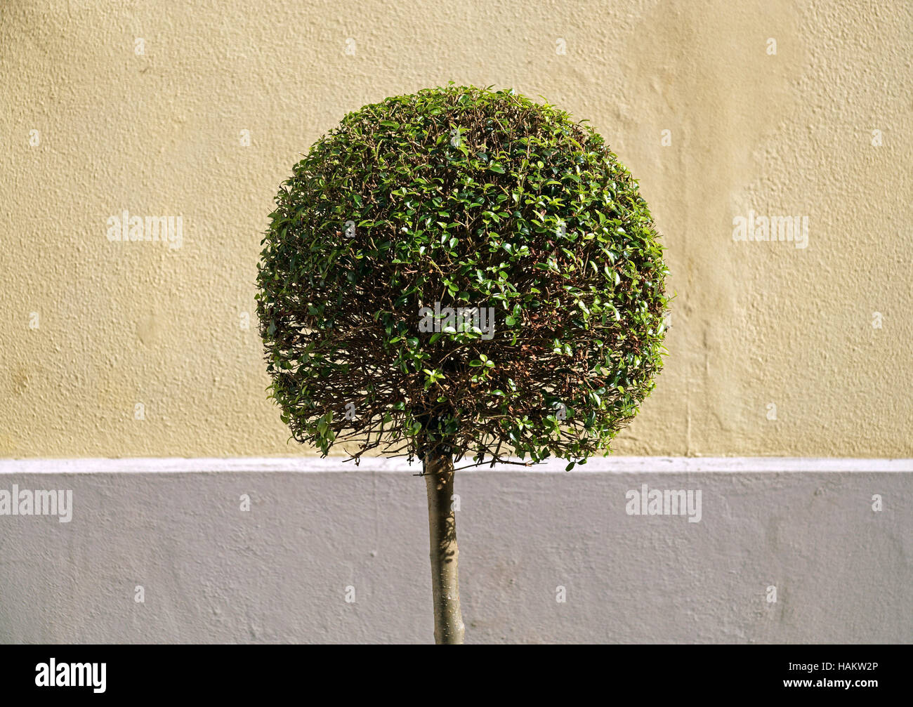 Cute ball shaped tree isolated on wall background Stock Photo - Alamy
