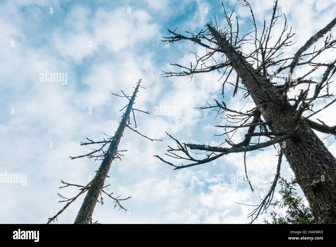 Thurston Hills Natural Area in Springfield Oregon offers great views ...
