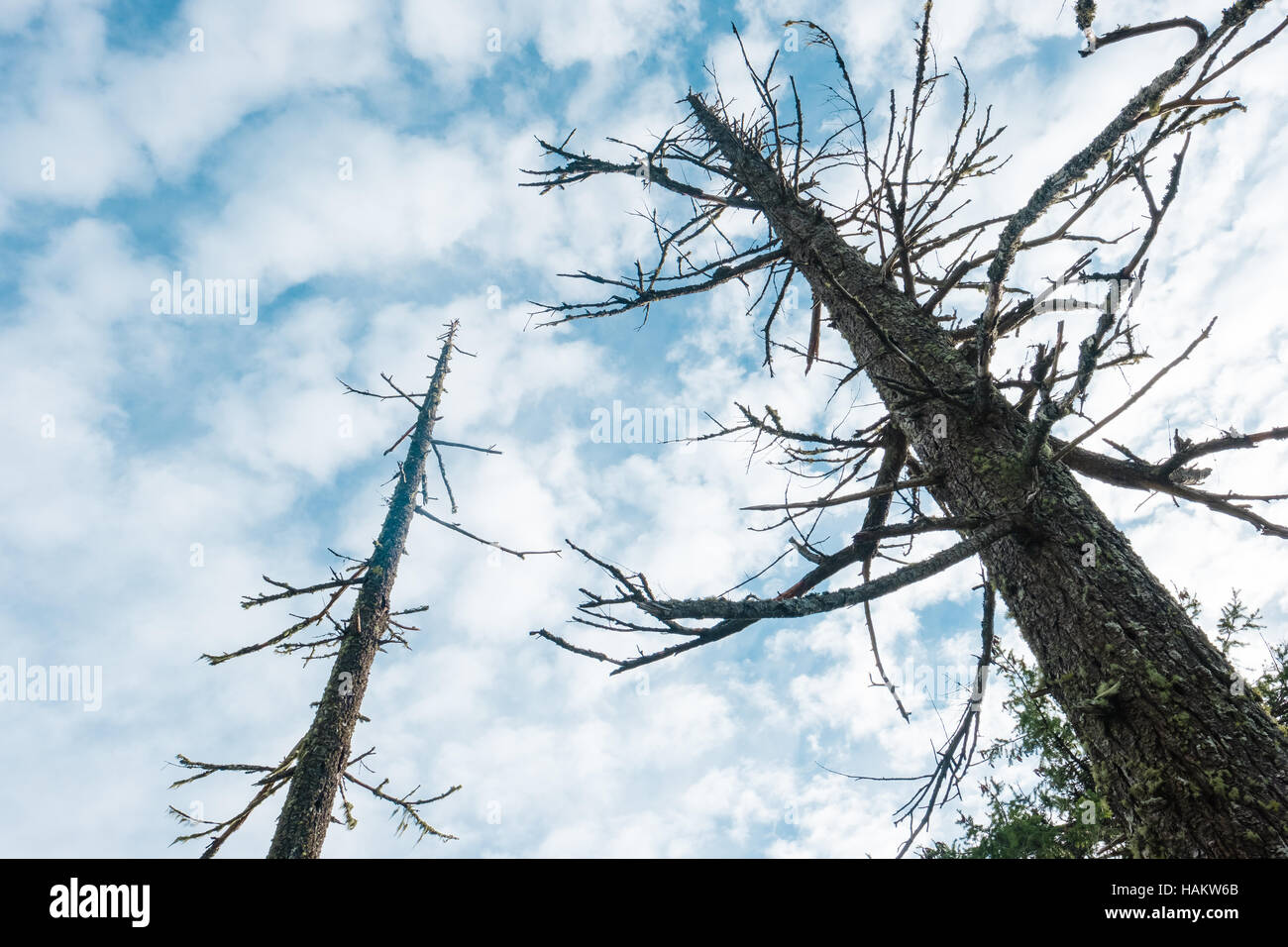 Thurston Hills Natural Area in Springfield Oregon offers great views ...