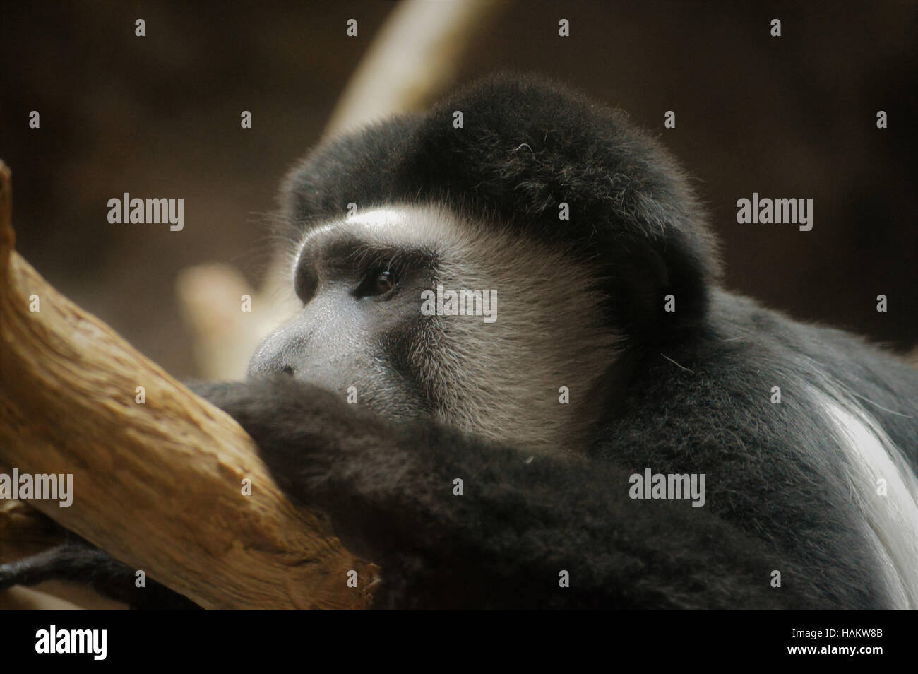 Monkey laying on tree branch hi-res stock photography and images - Alamy