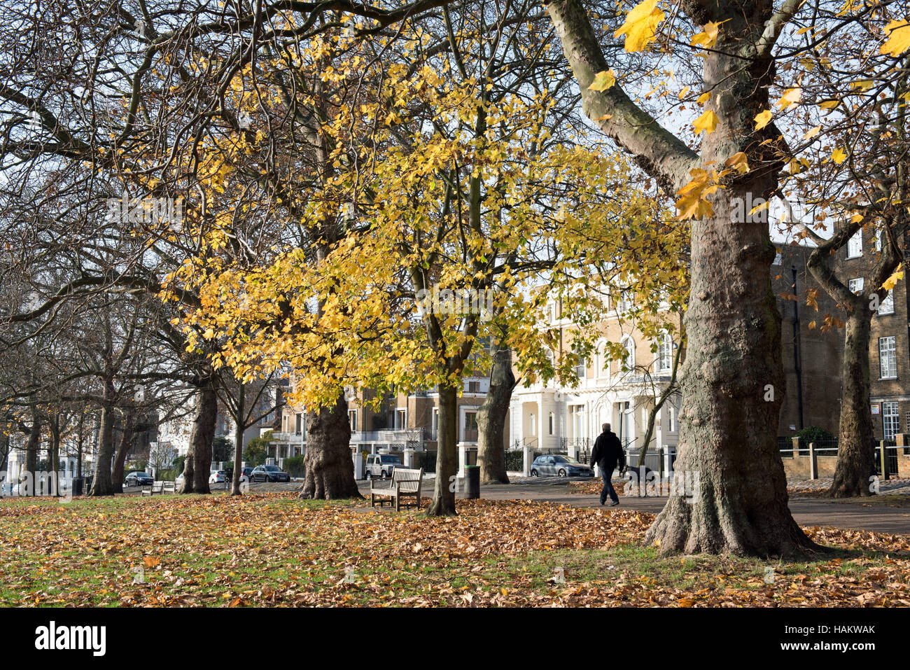 Highbury Fields with Autumn trees and man walking dog, London Borough ...