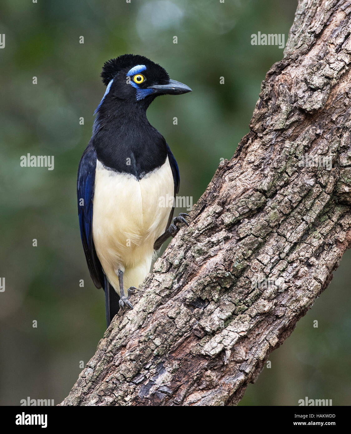 Plush-crested Jay Perched Stock Photo - Alamy