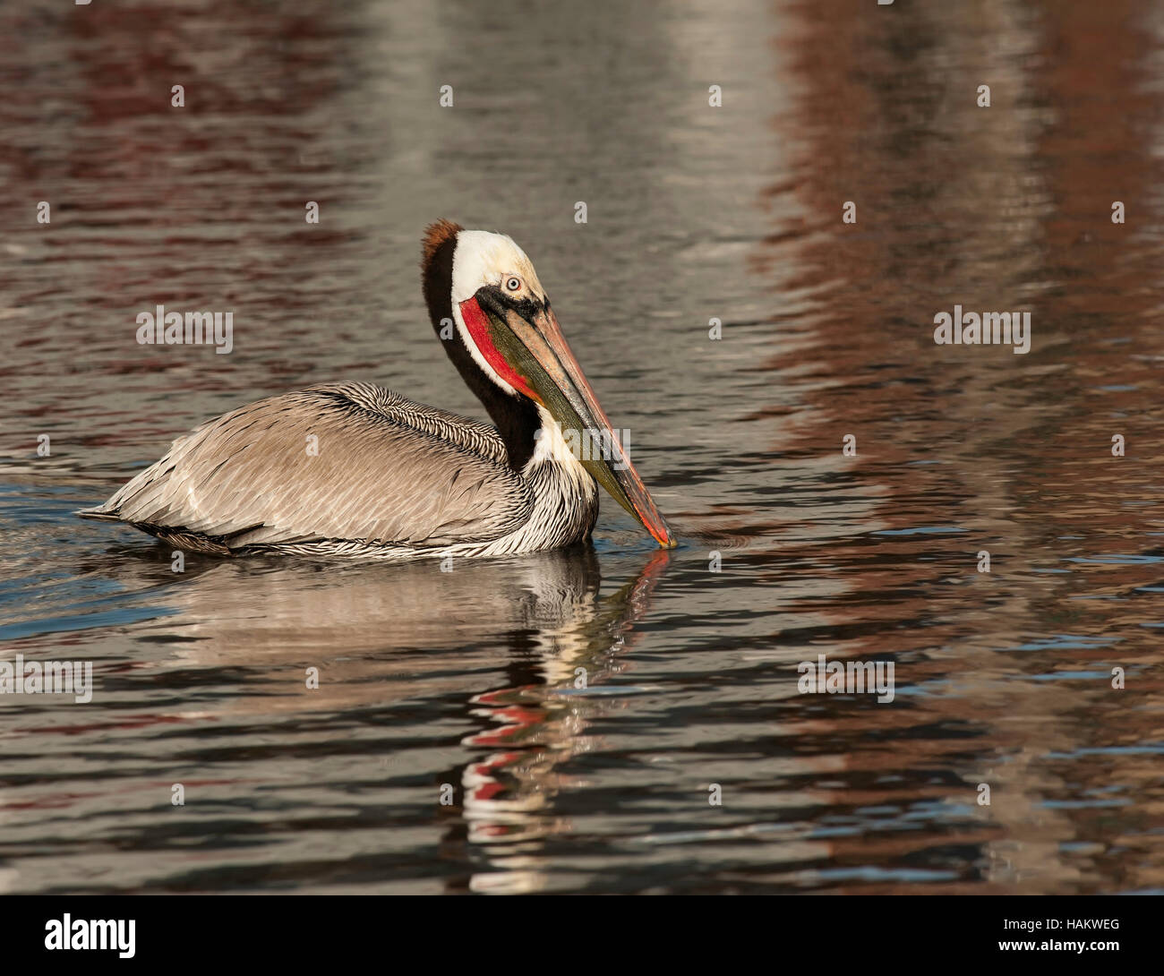 Brown Pelican in Breeding Plumage in Warm Light Stock Photo - Alamy