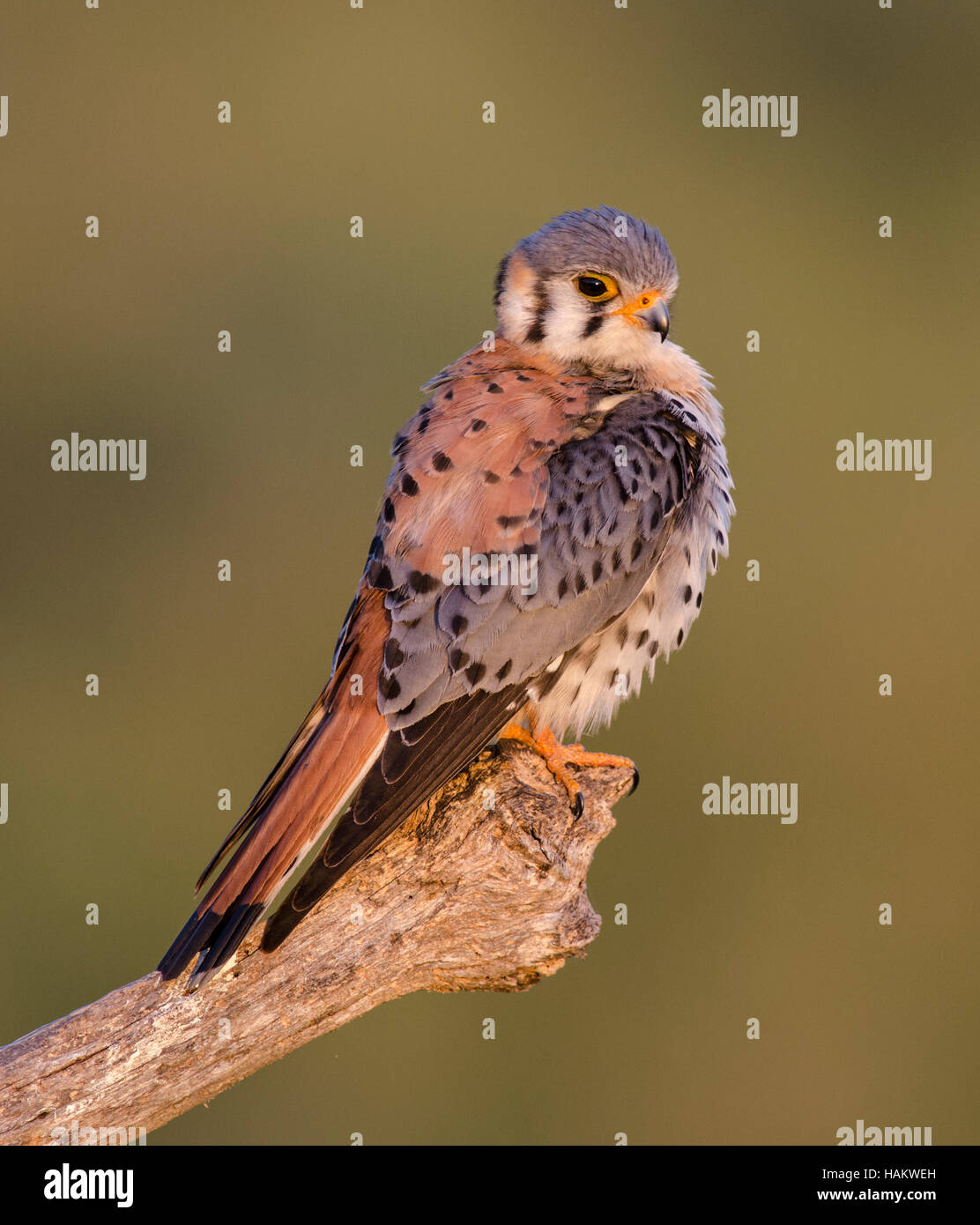 American kestrel male hi-res stock photography and images - Alamy