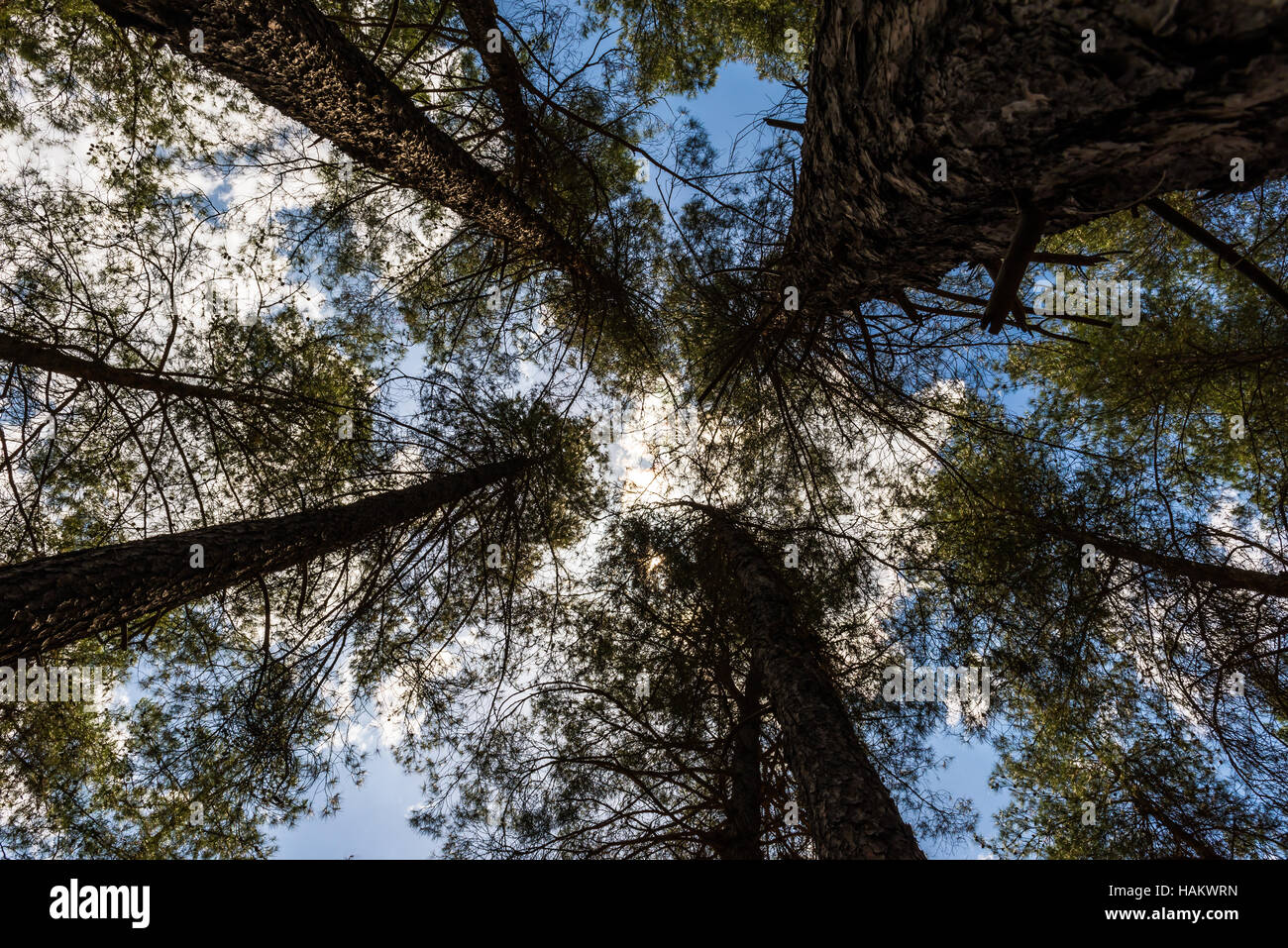 Towering treetops hi-res stock photography and images - Alamy