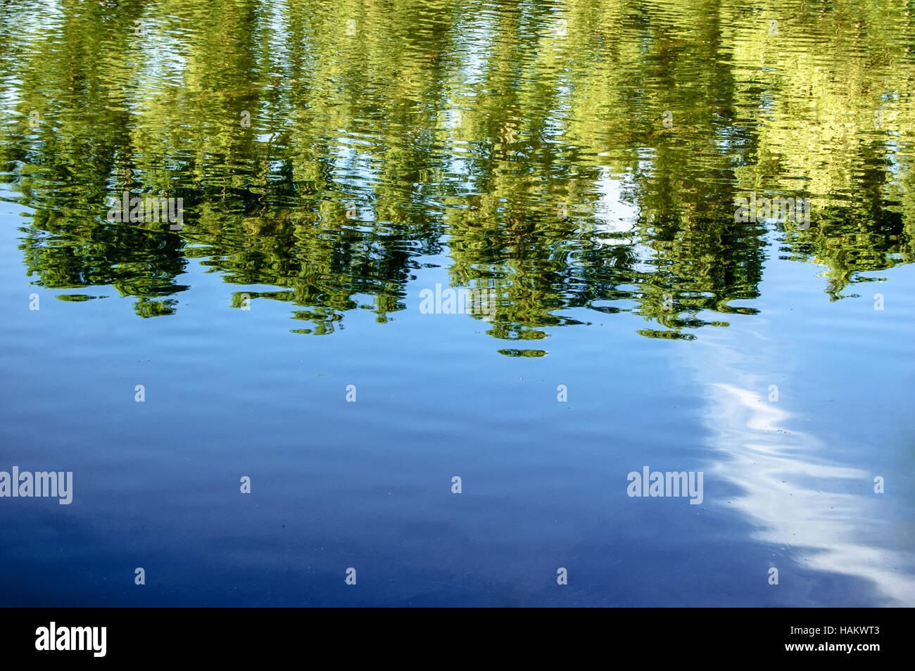 Oak trees reflected in river hi-res stock photography and images - Alamy