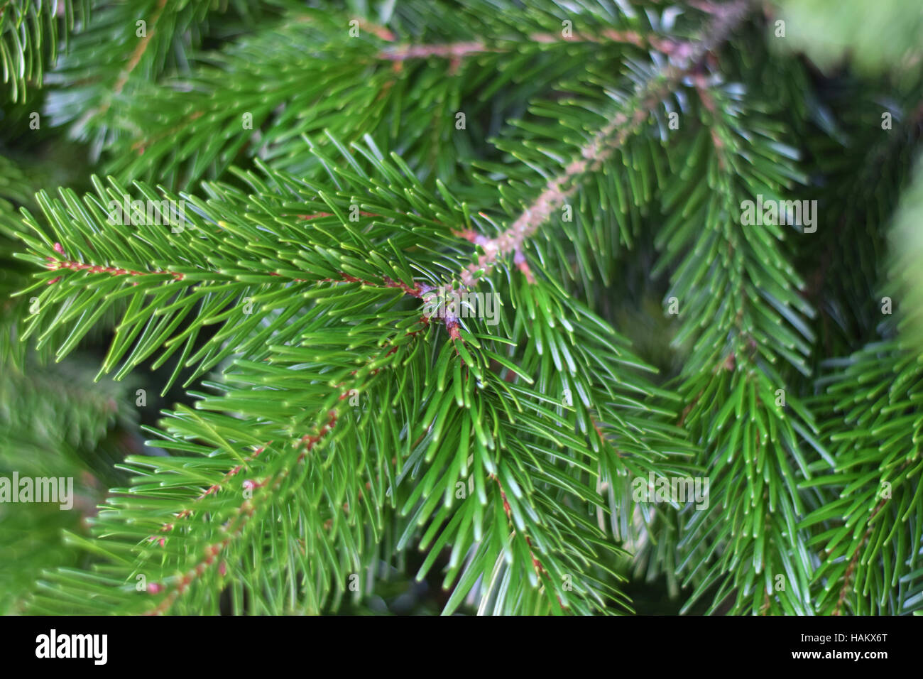 Fir tree branch a few days before Christmas Stock Photo - Alamy