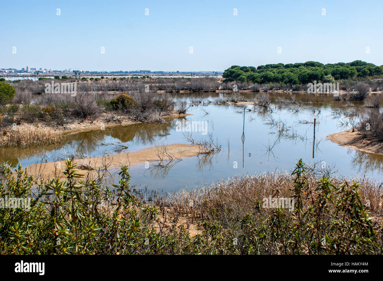 Marshes of the Odiel river with shrubs, trees and swamps Stock Photo ...