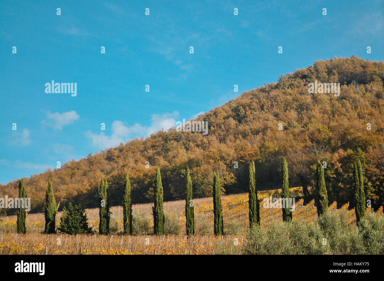 Landscape of italian countryside with cypress trees Stock Photo - Alamy