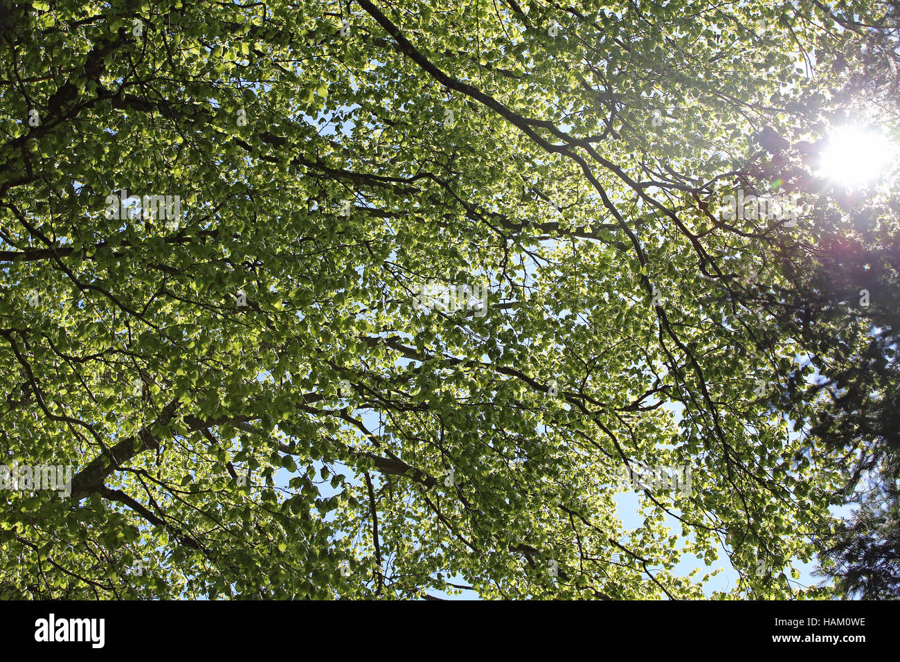 light that filters through the tall trees in the woods Stock Photo - Alamy