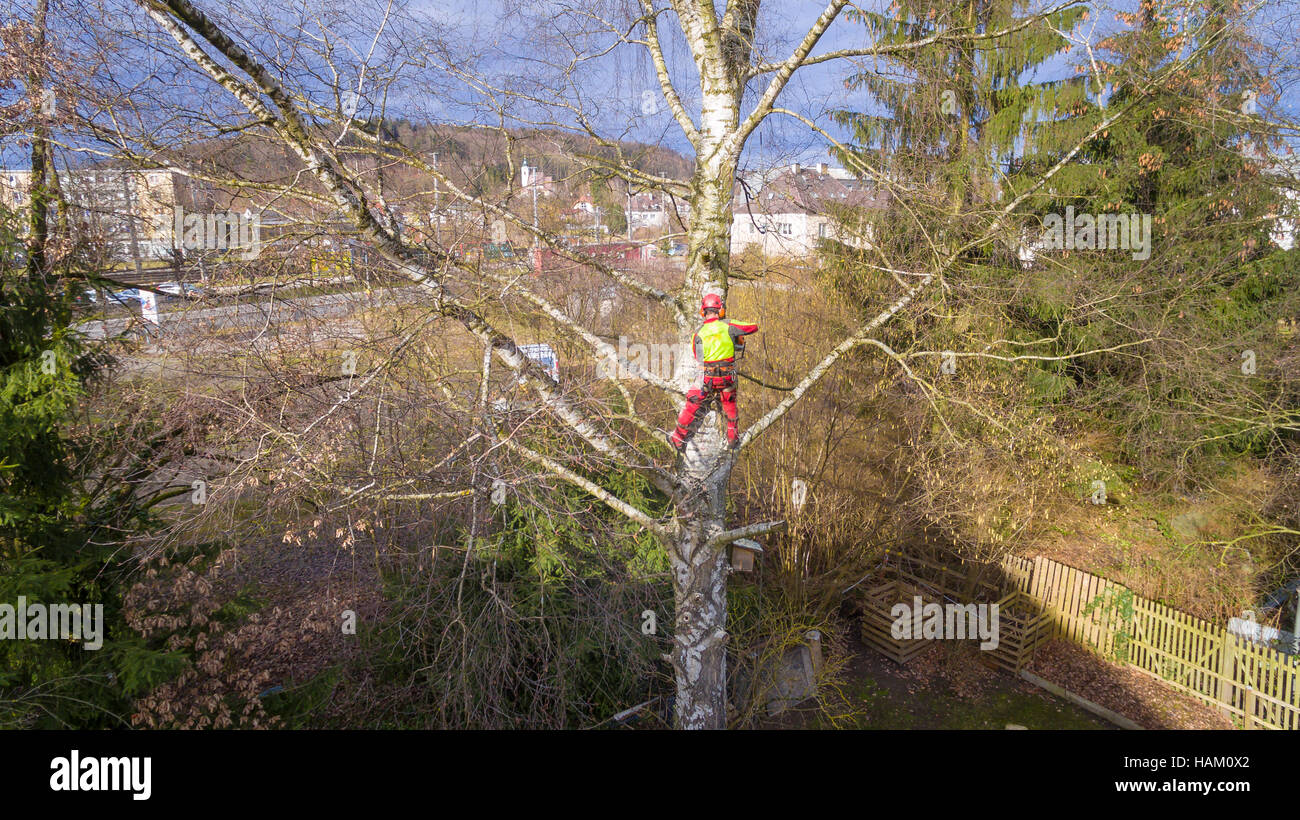aerial view Tree surgeon in action wearing helmet visor ear protectors ...