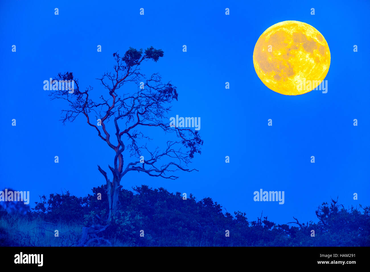 Full moon rise over Vancouver Island Stock Photo - Alamy