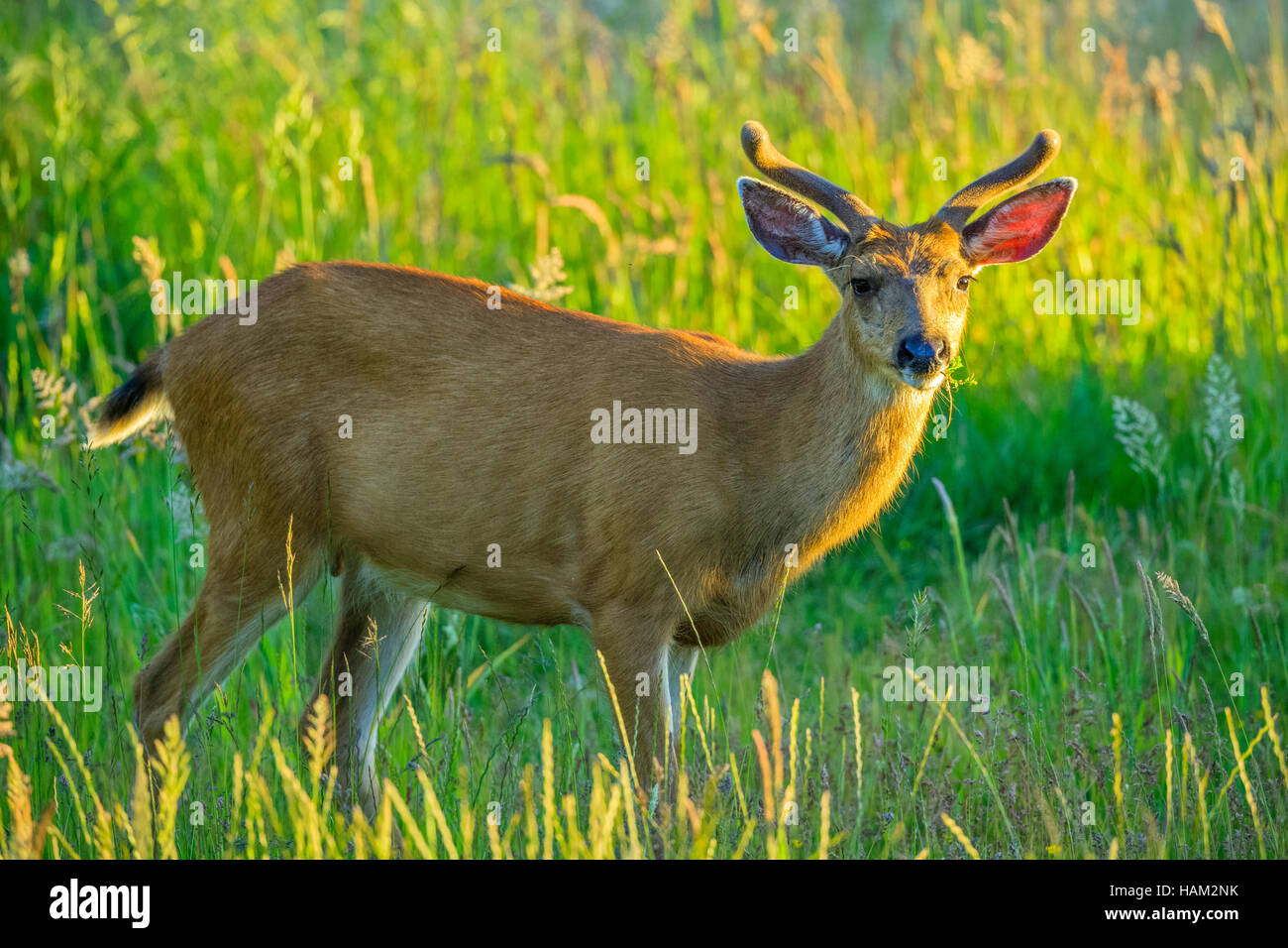 Black tailed deer on Vancouver Island Stock Photo - Alamy