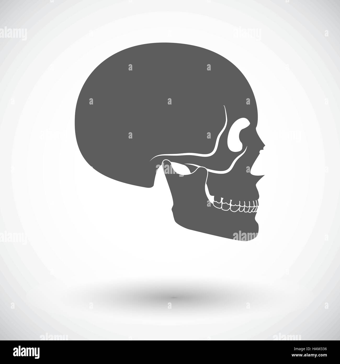 Anotomy skull. Single flat icon on white background. Vector ...