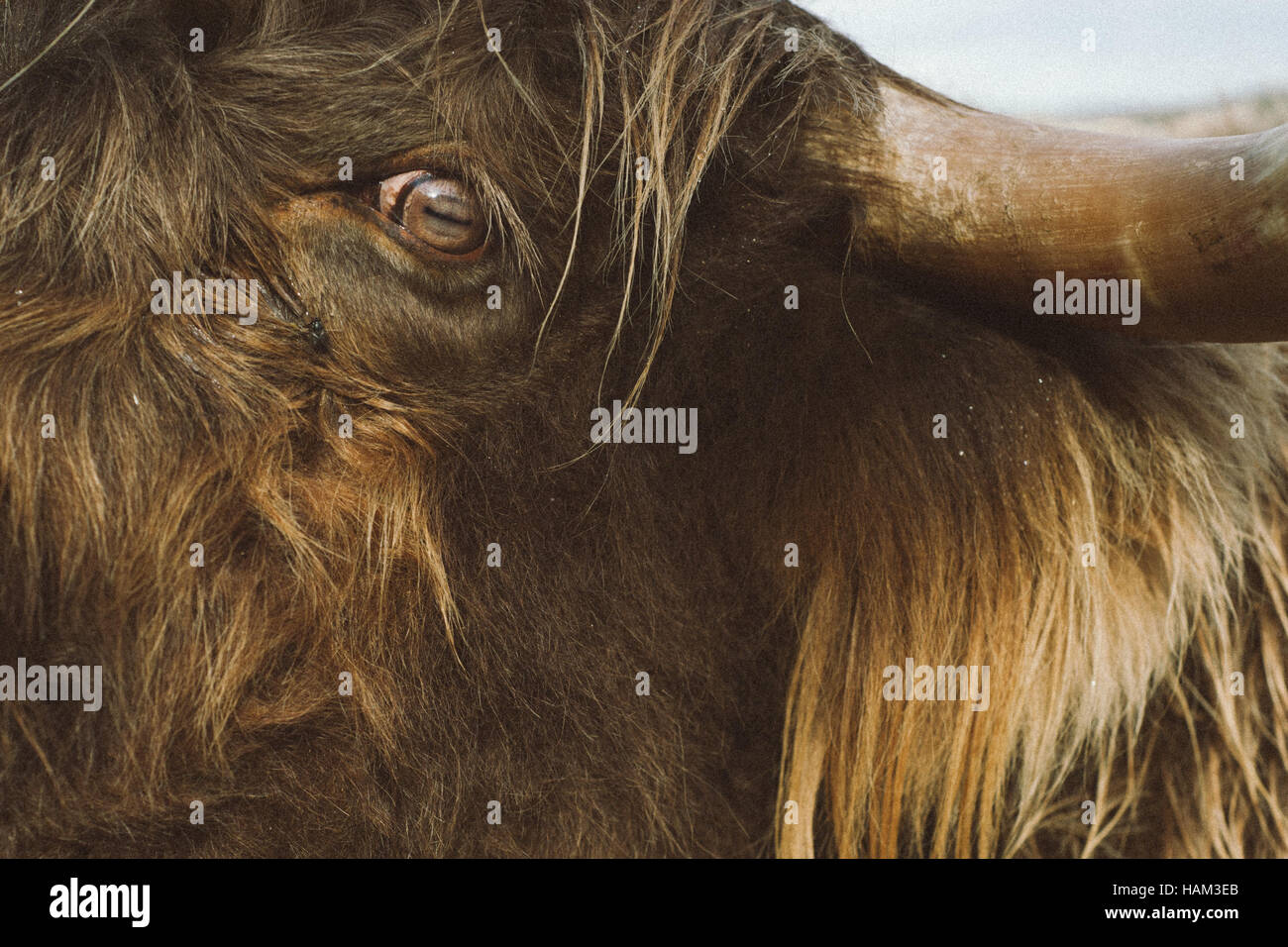 Highland cow eye hi-res stock photography and images - Alamy