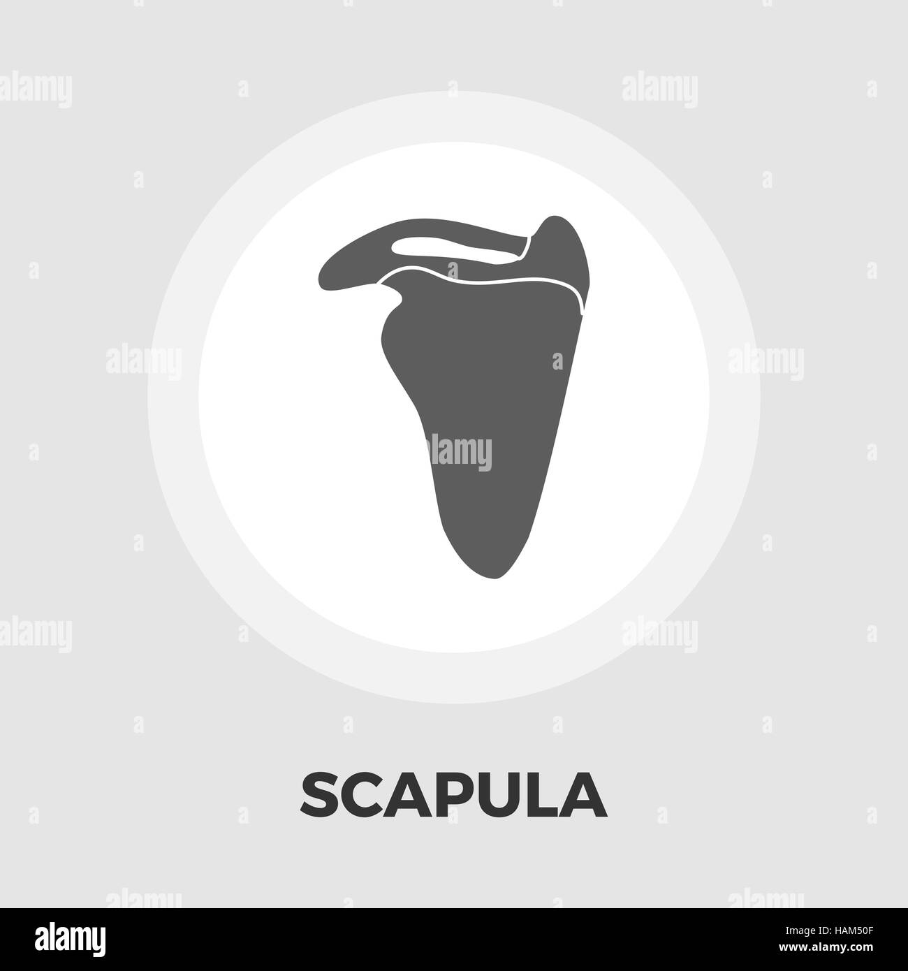 Scapula clavicle Black and White Stock Photos & Images - Alamy