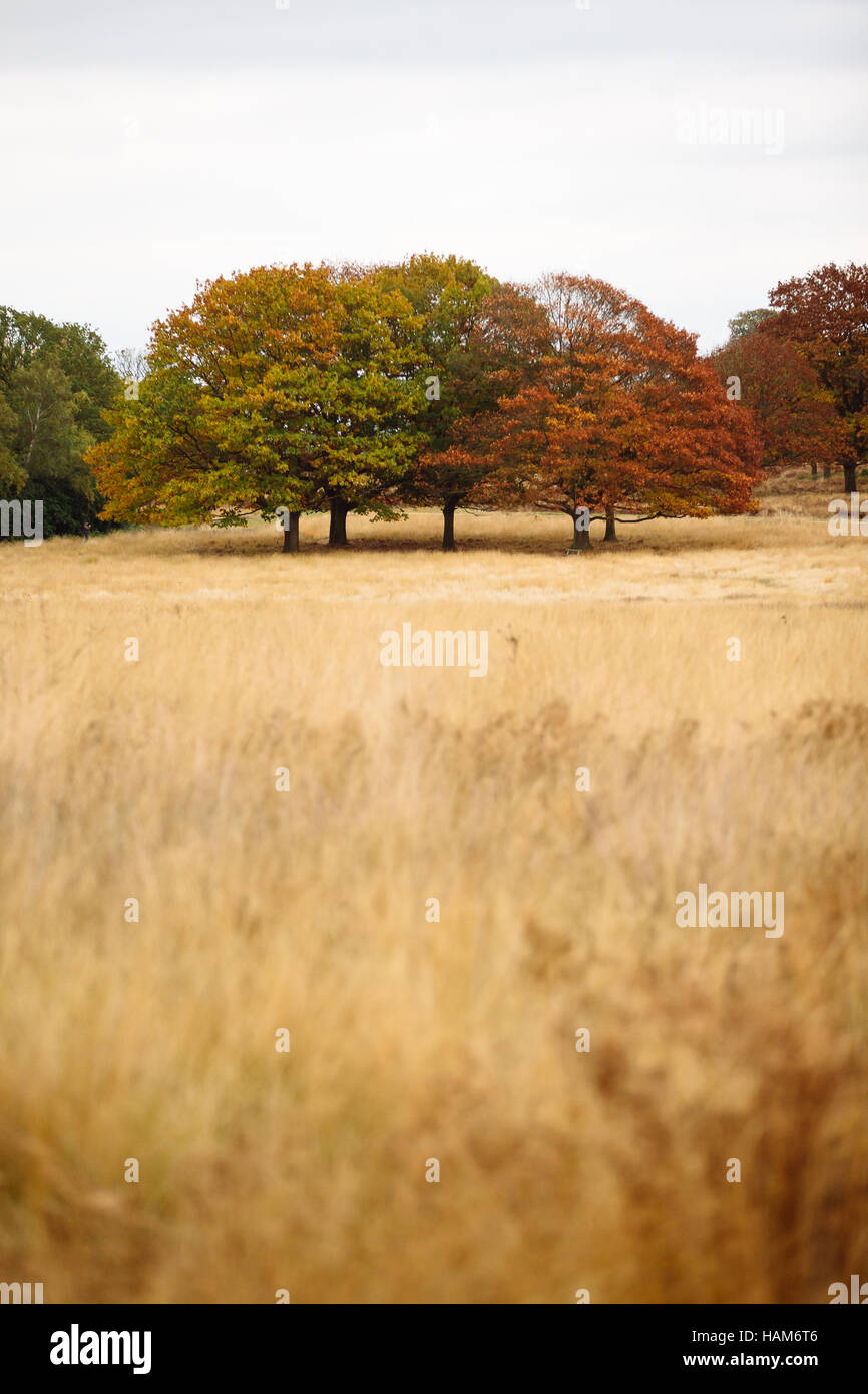 Trees in Richmond Park Stock Photo - Alamy