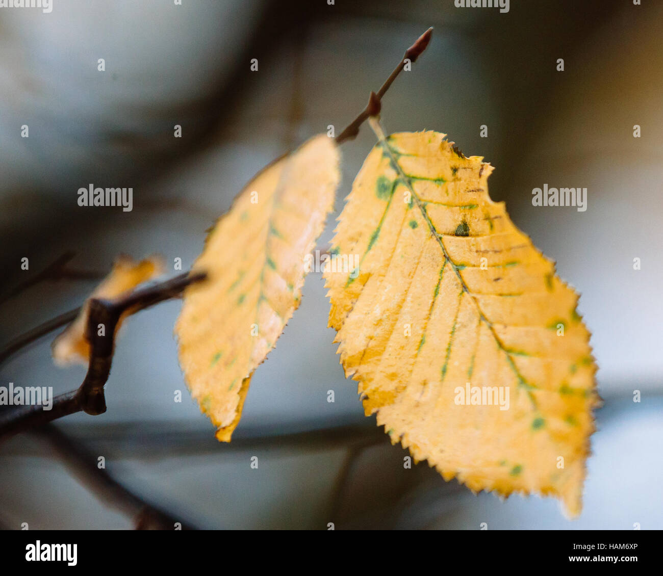 Beech tree leaves on a tree branch Stock Photo - Alamy