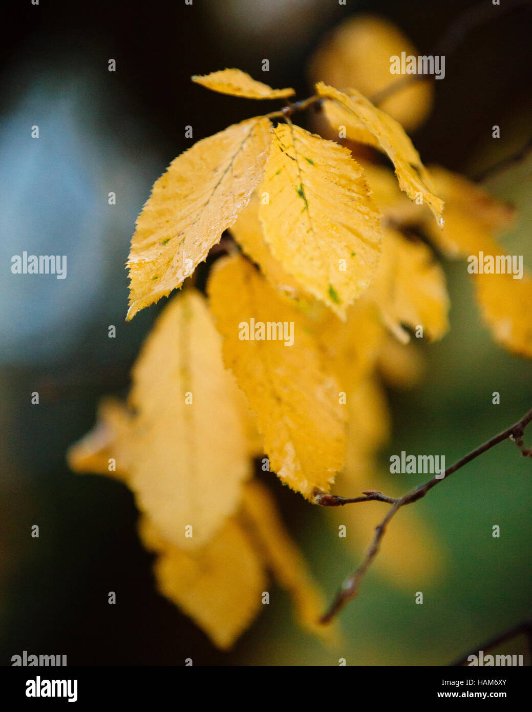 Beech tree leaves on a branch Stock Photo - Alamy