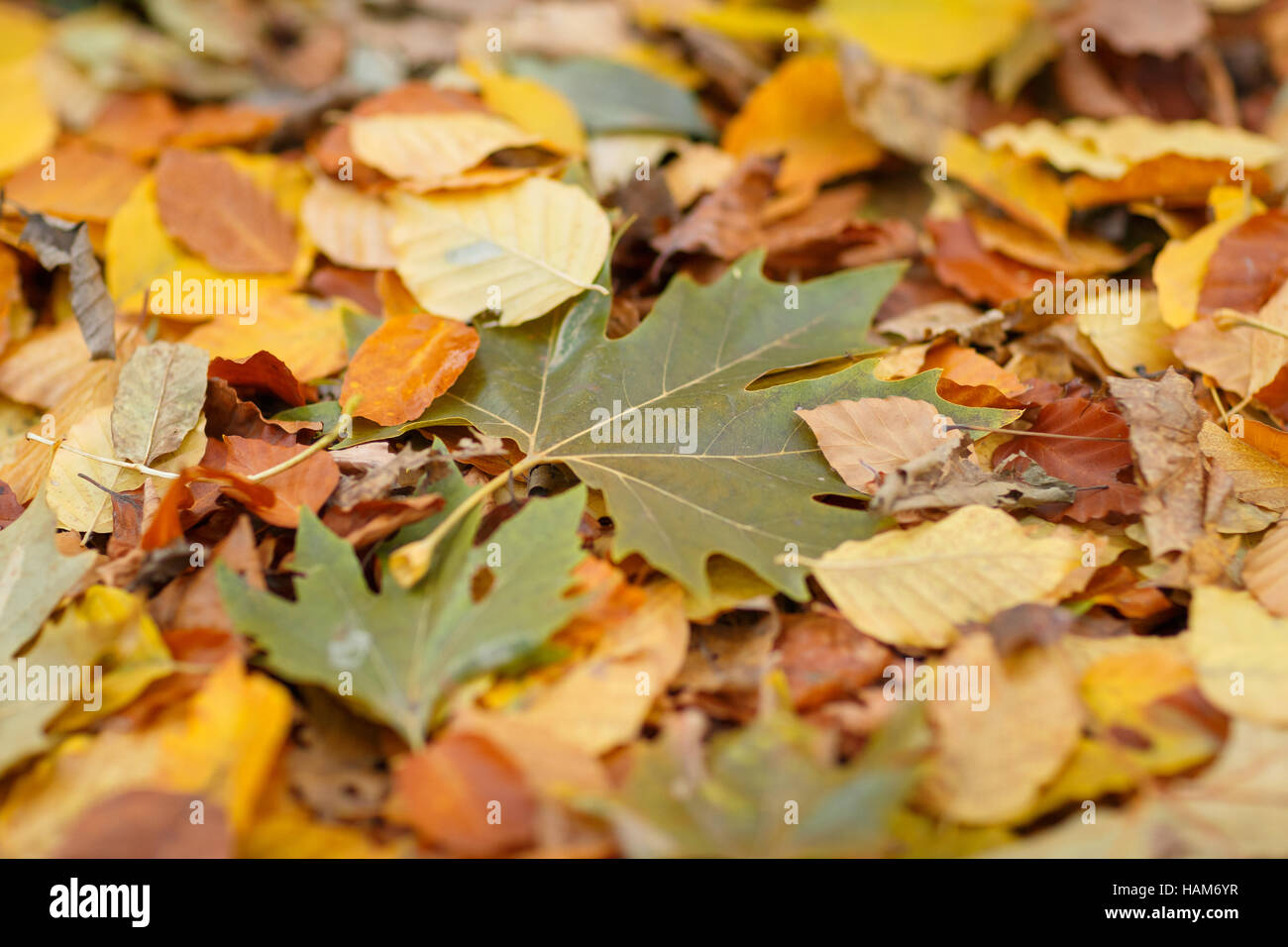 Maple and beech tree leaves on the ground Stock Photo - Alamy