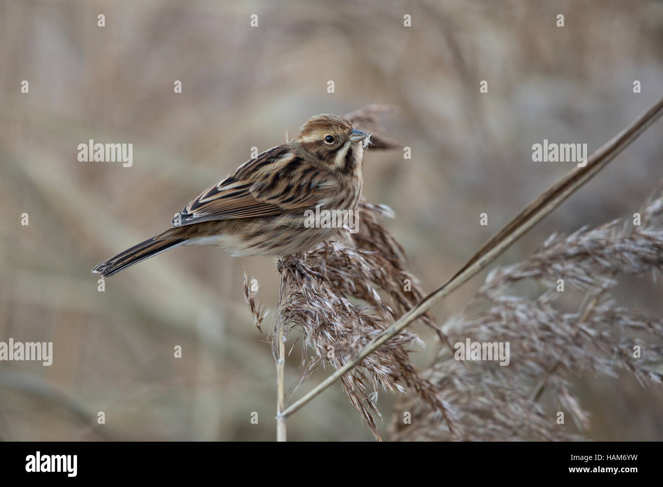 Overwintering bird uk hi-res stock photography and images - Alamy