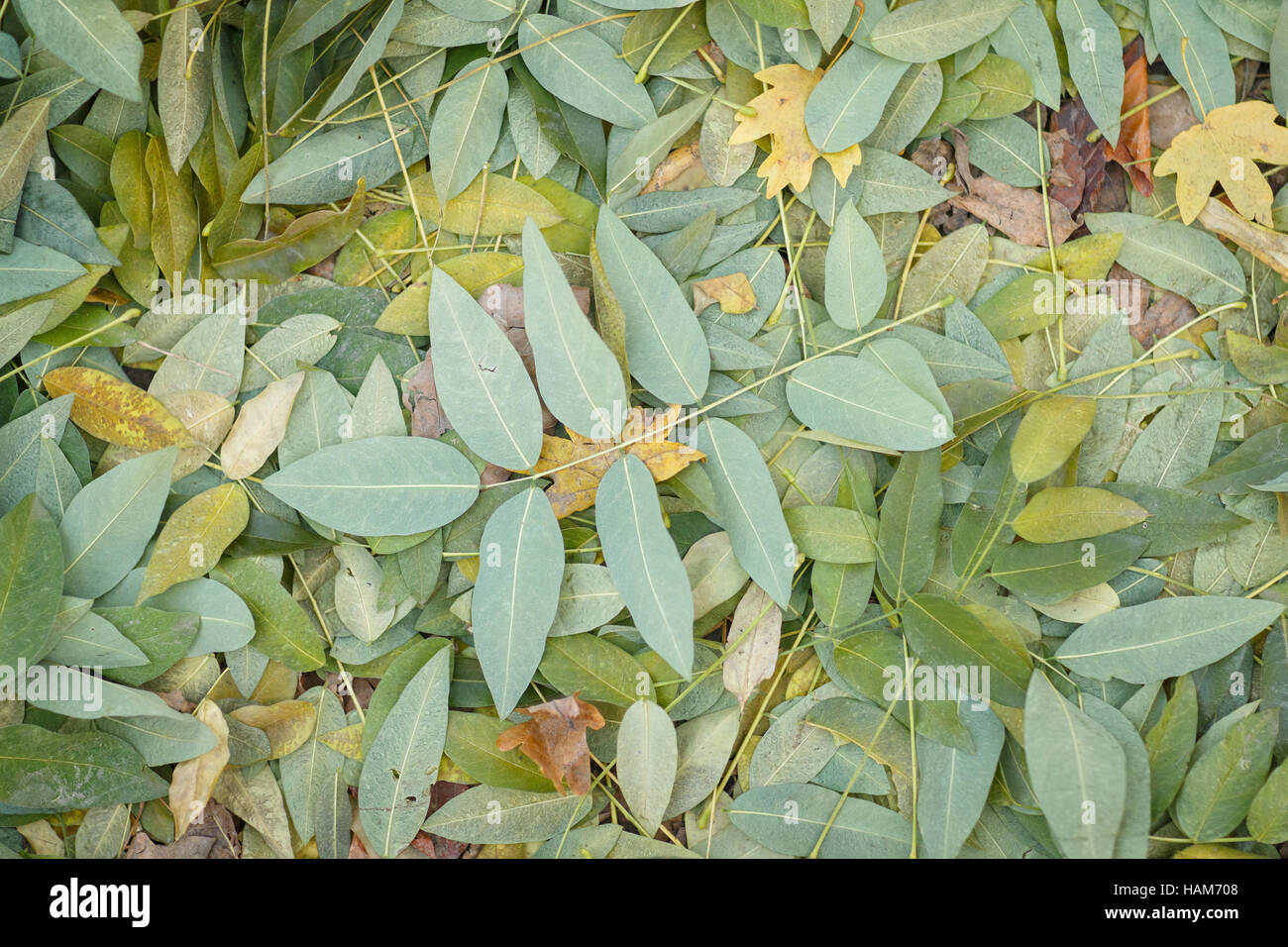 Leaf litter on the floor Stock Photo - Alamy