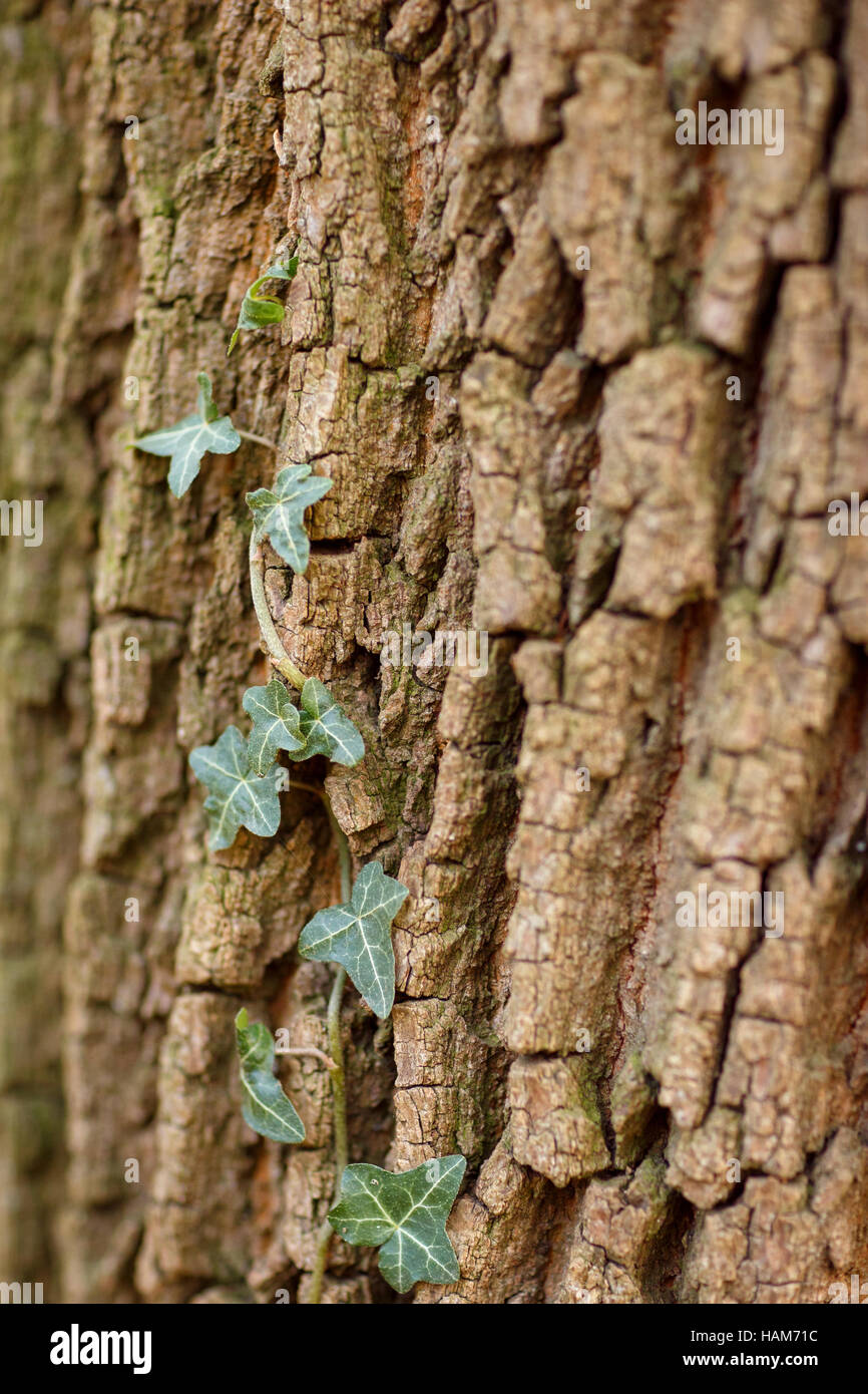 Ivy growing up a tree trunk Stock Photo - Alamy