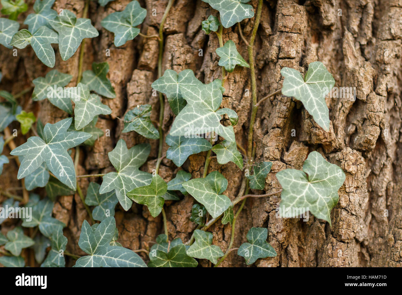 Ivy growing up a tree trunk Stock Photo - Alamy