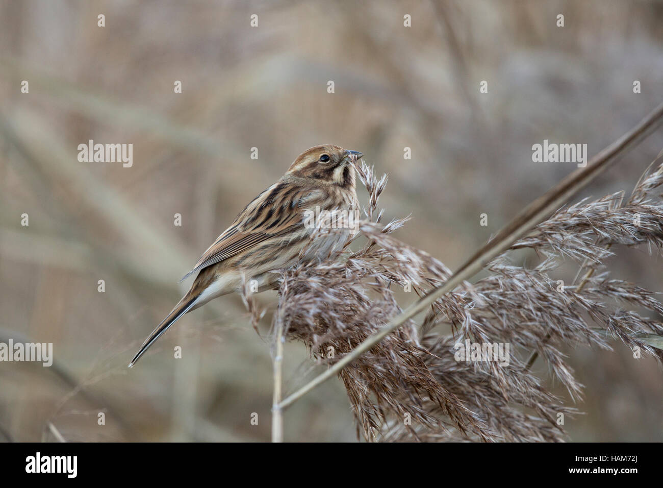 Reed Bunting, Emberiza schoeniclus, feeding in reed bed in winter Stock ...