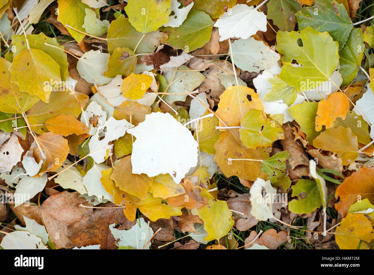 Leaf litter pile hi-res stock photography and images - Alamy