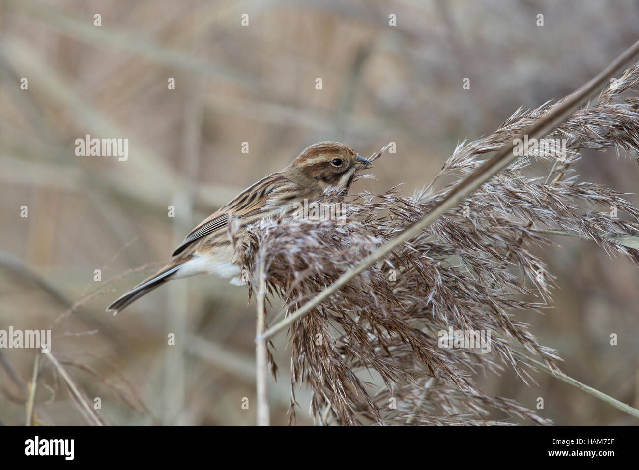Reed Bunting feeding in reed bed in winter Stock Photo - Alamy