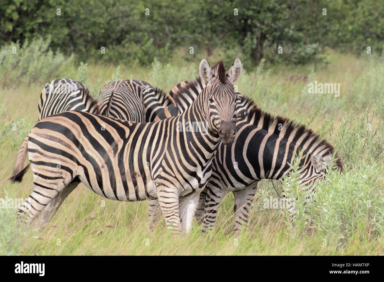 Plains zebra in kruger national park hi-res stock photography and ...