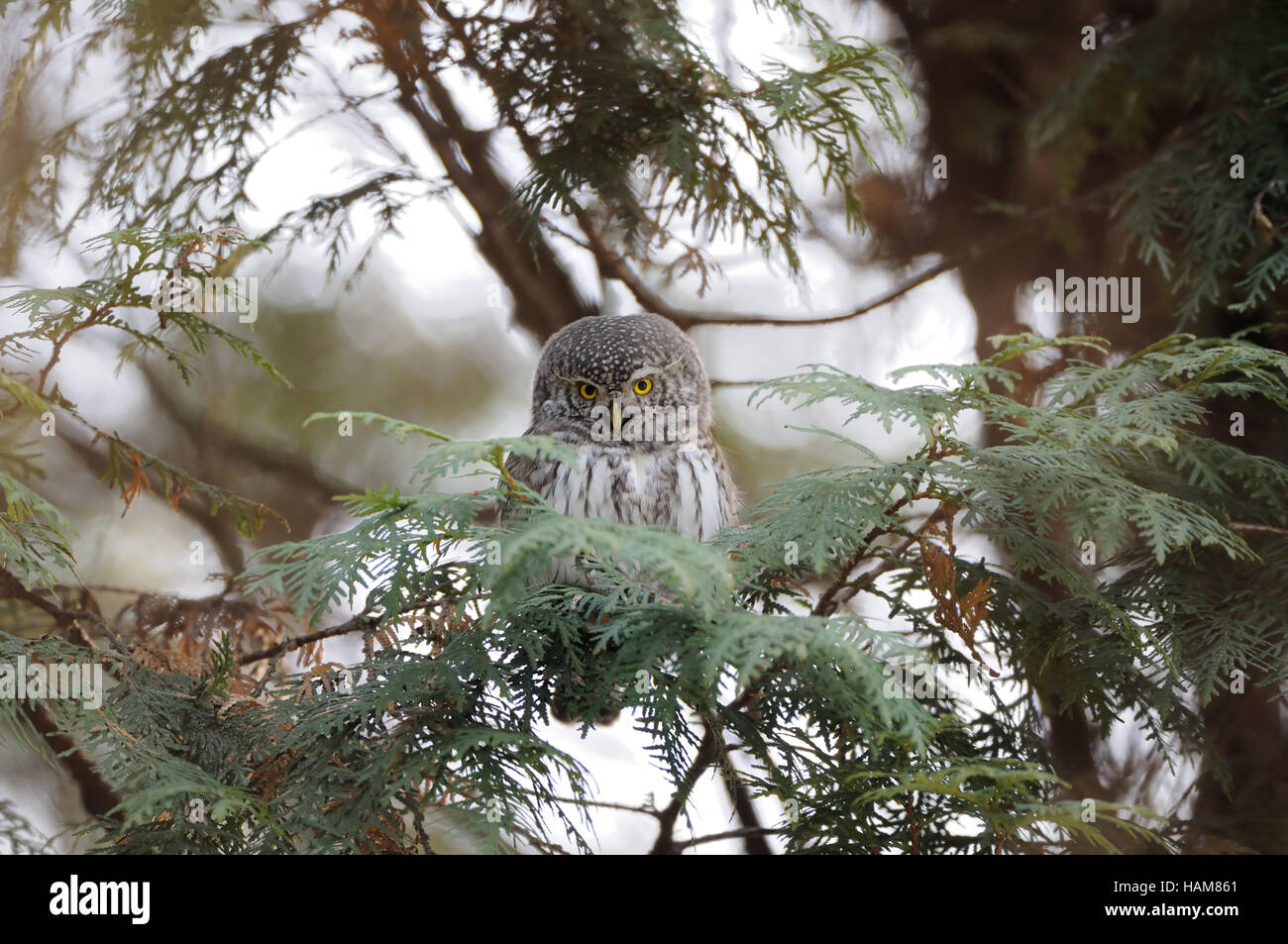 Perching Pygmy Owl (Glaucidium passerinum) at thuja tree. Moscow ...