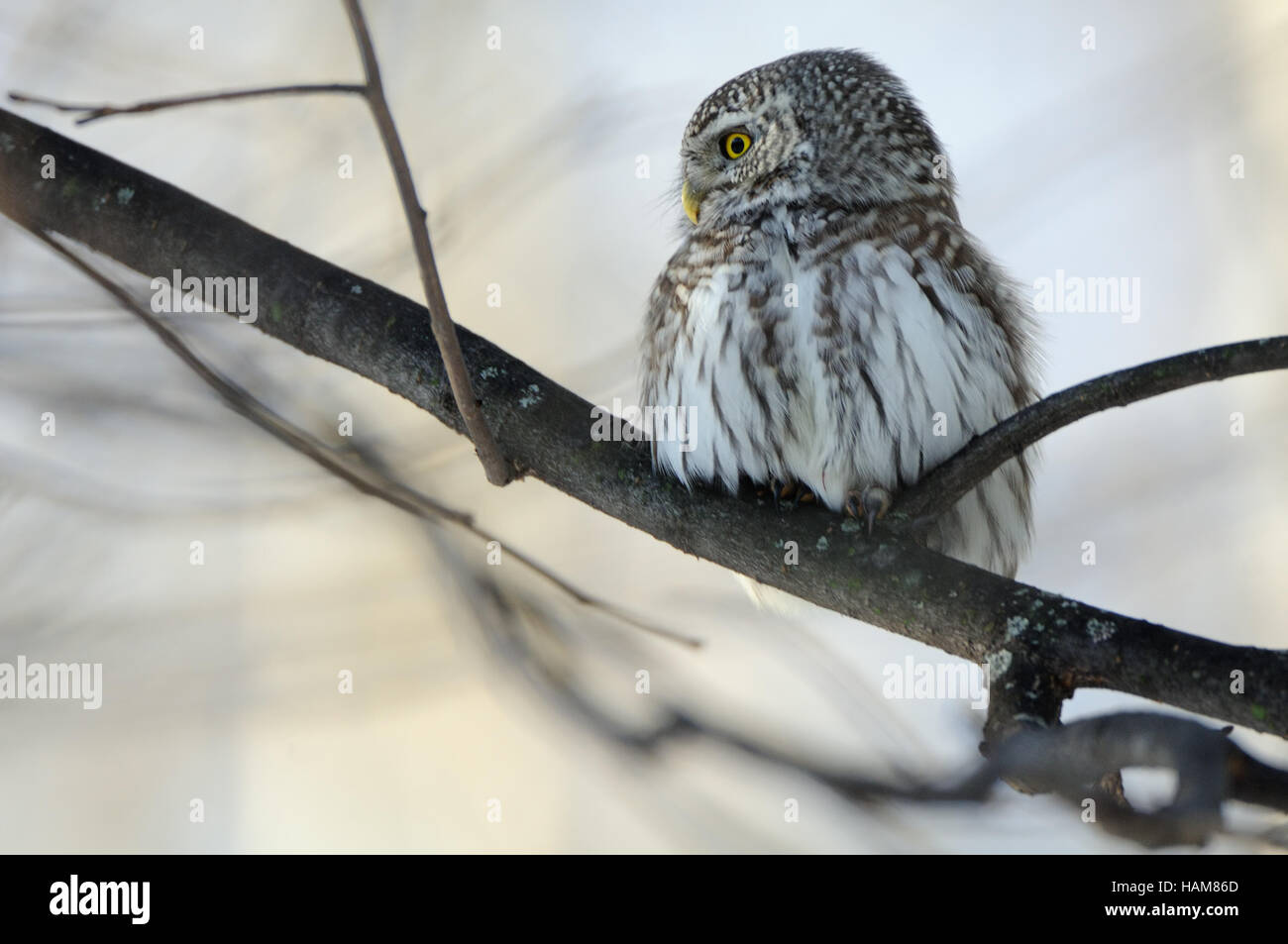 Perching Pygmy Owl (Glaucidium passerinum) at the branch. Moscow ...