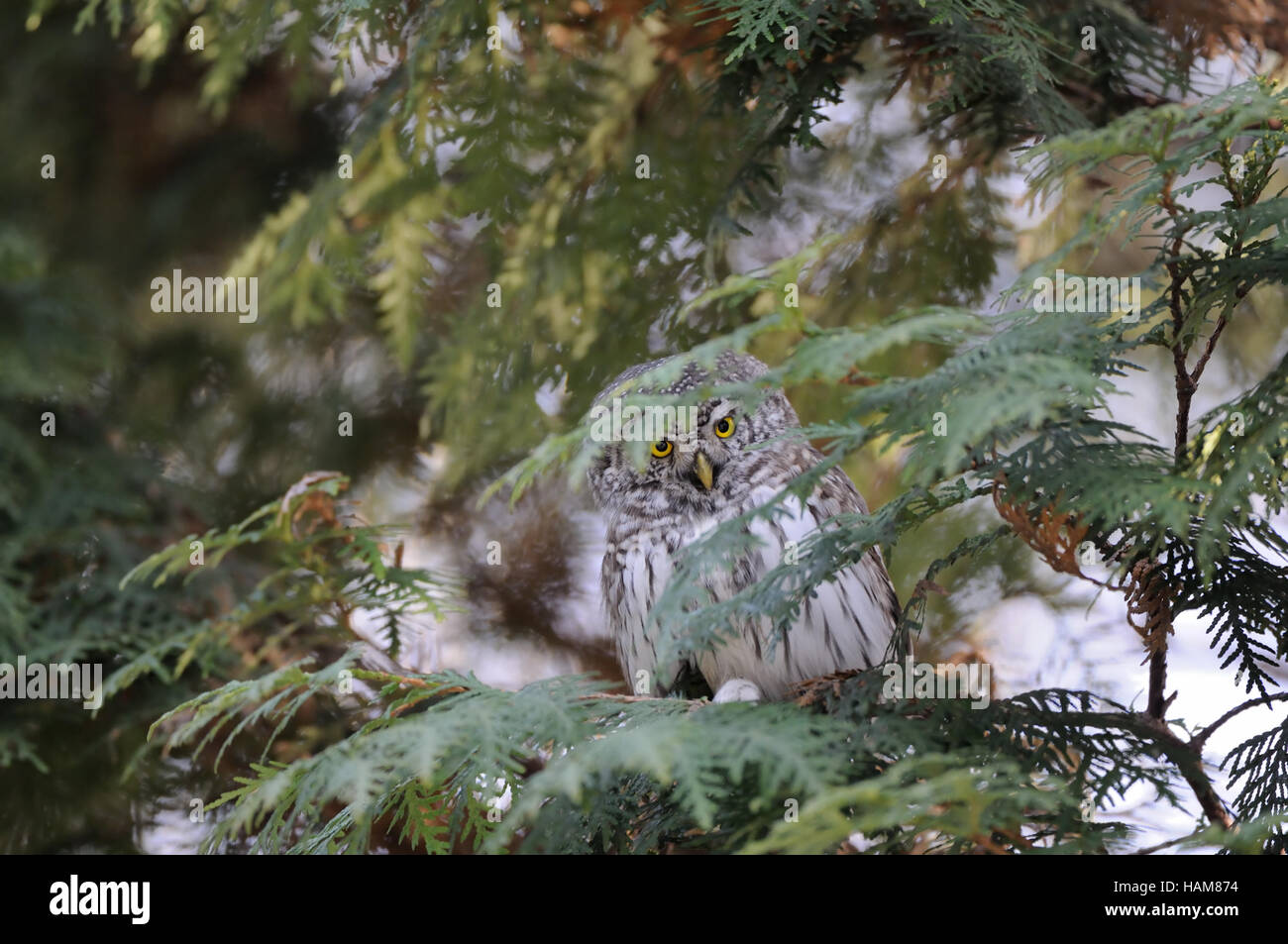 Perching Pygmy Owl (Glaucidium passerinum) at thuja tree. Moscow ...