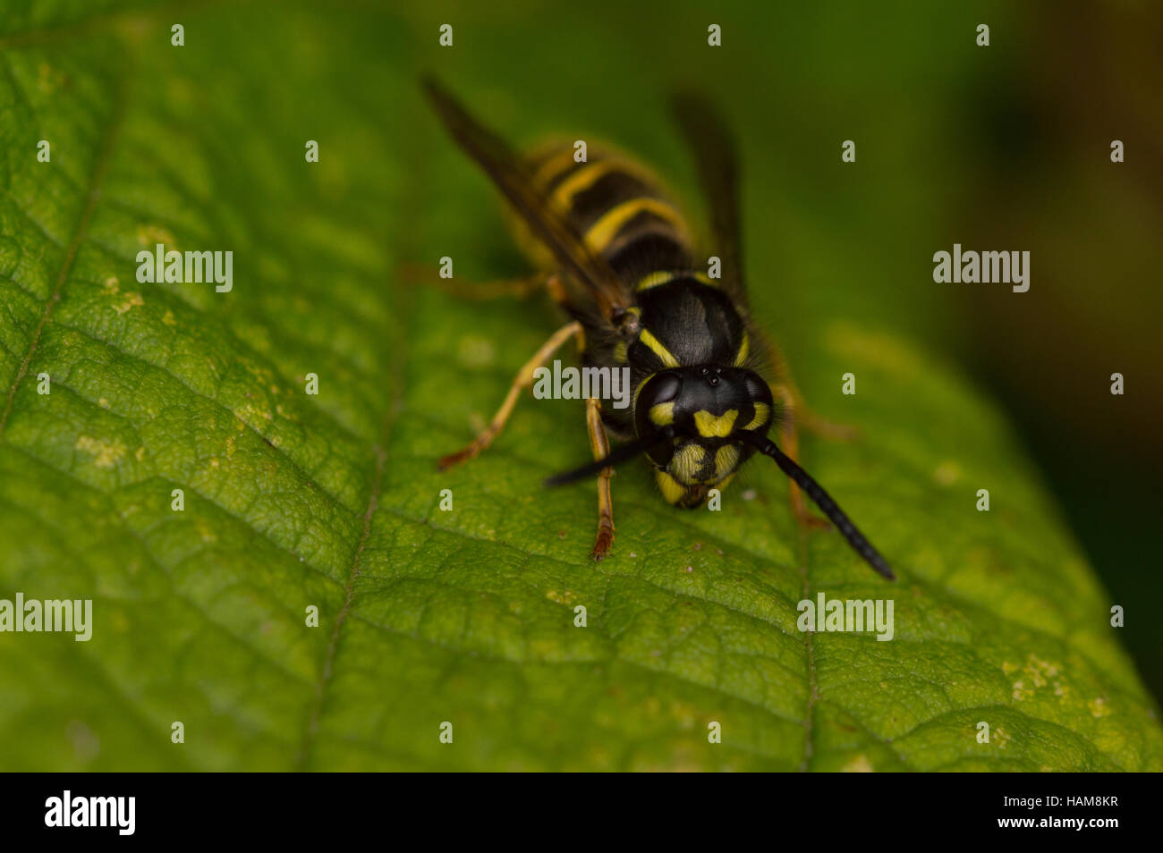 Macro wasp vespula vulgaris hi-res stock photography and images - Alamy