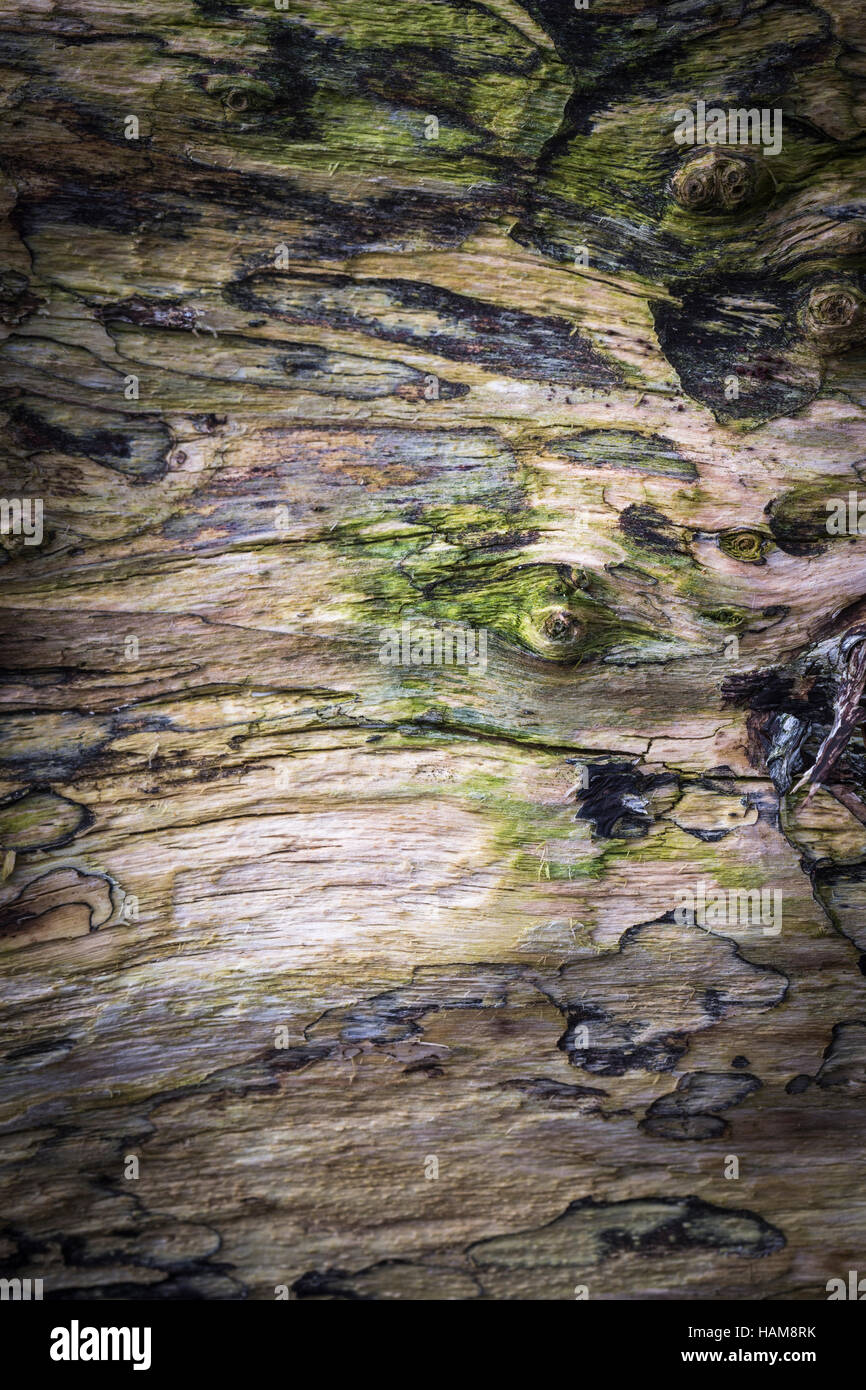 Driftwood Bark Texture at St Cyrus Coast in Aberdeenshire, Scotland ...