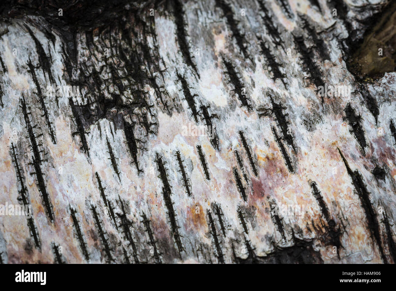 Silver birch bark texture hi-res stock photography and images - Alamy