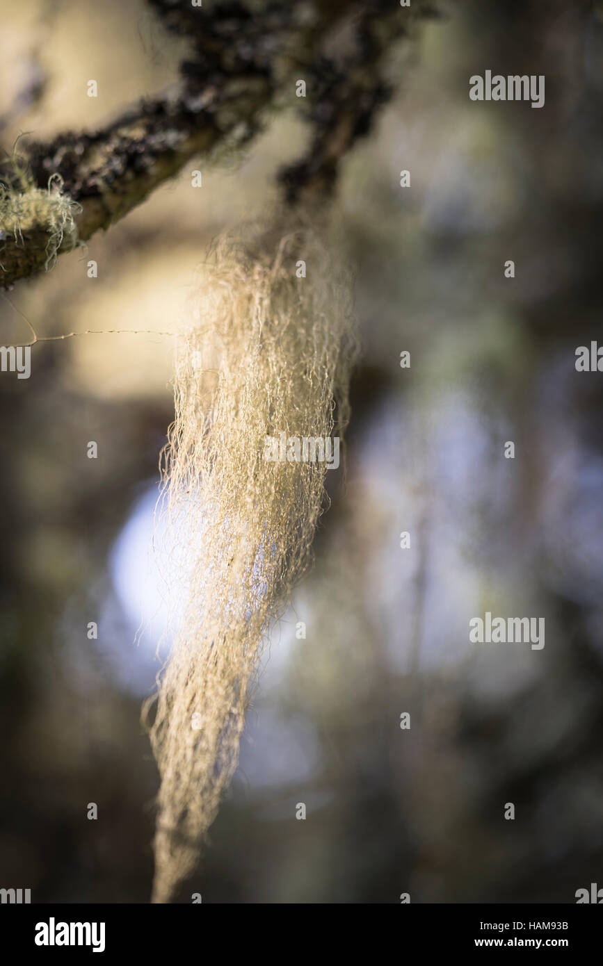 Tree Moss at Abernethy forest in the Highlands of Scotland Stock Photo ...
