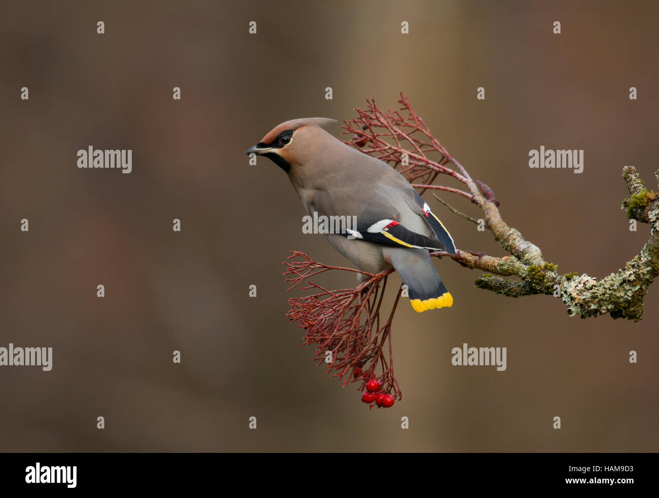 Waxwing bird hi-res stock photography and images - Alamy