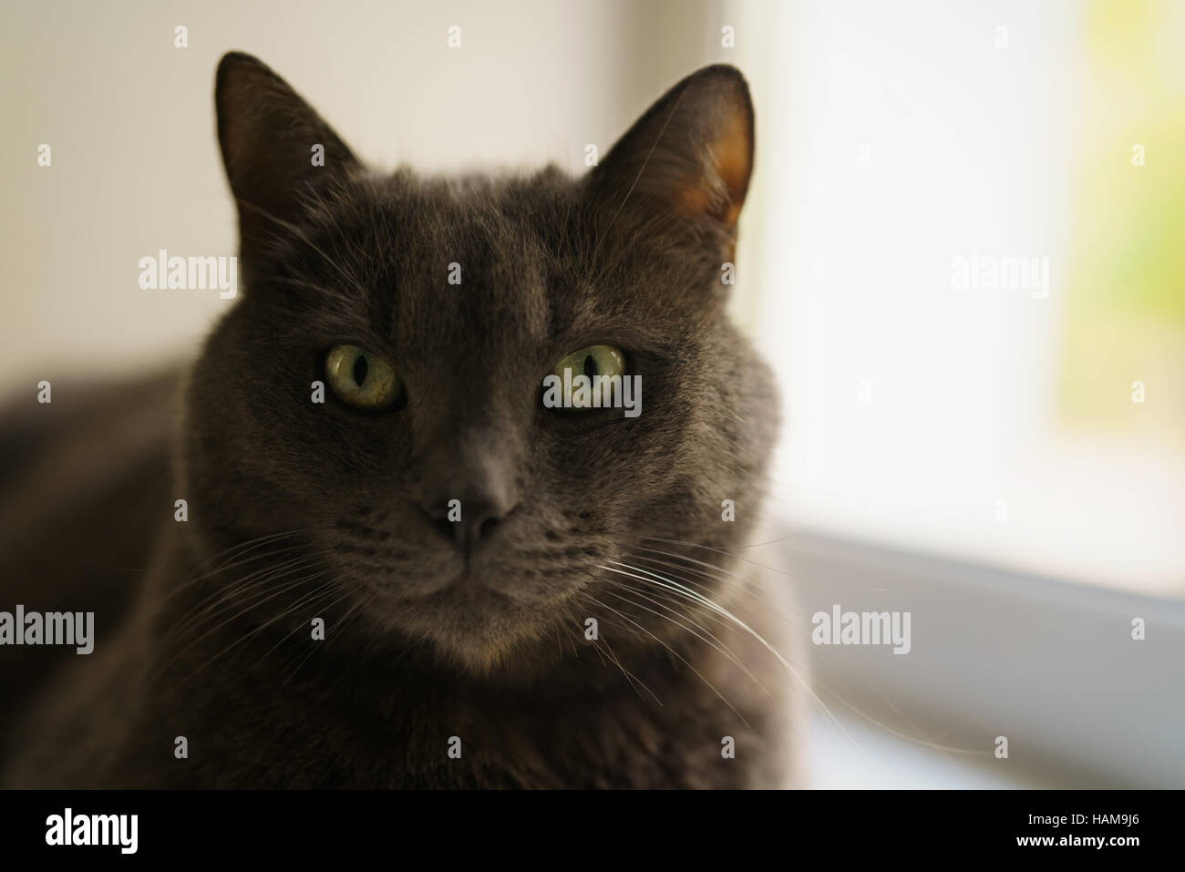 big gray cat sitting near window Stock Photo - Alamy