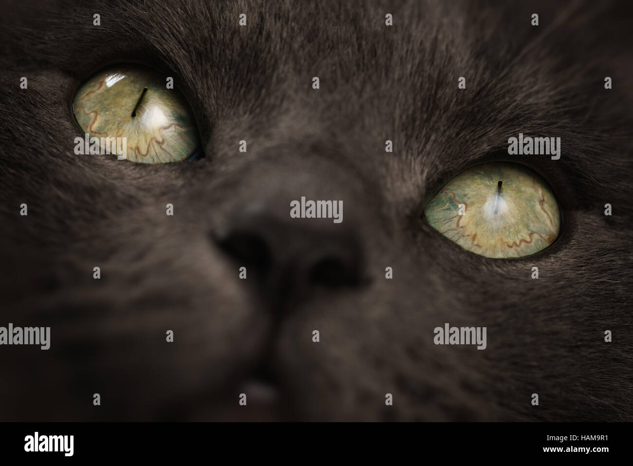 Closeup of gray cat hi-res stock photography and images - Alamy