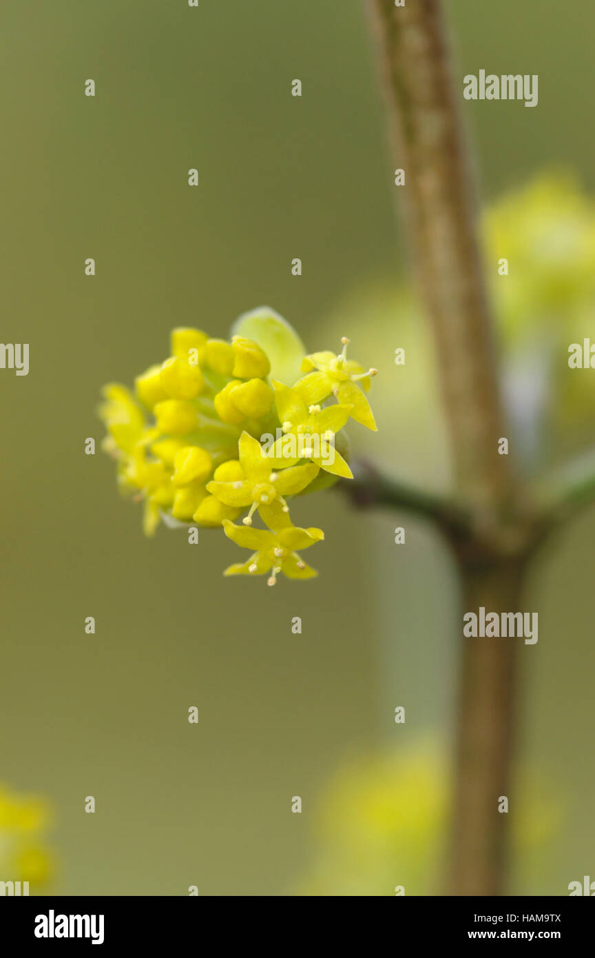 Japanese cornus hi-res stock photography and images - Alamy