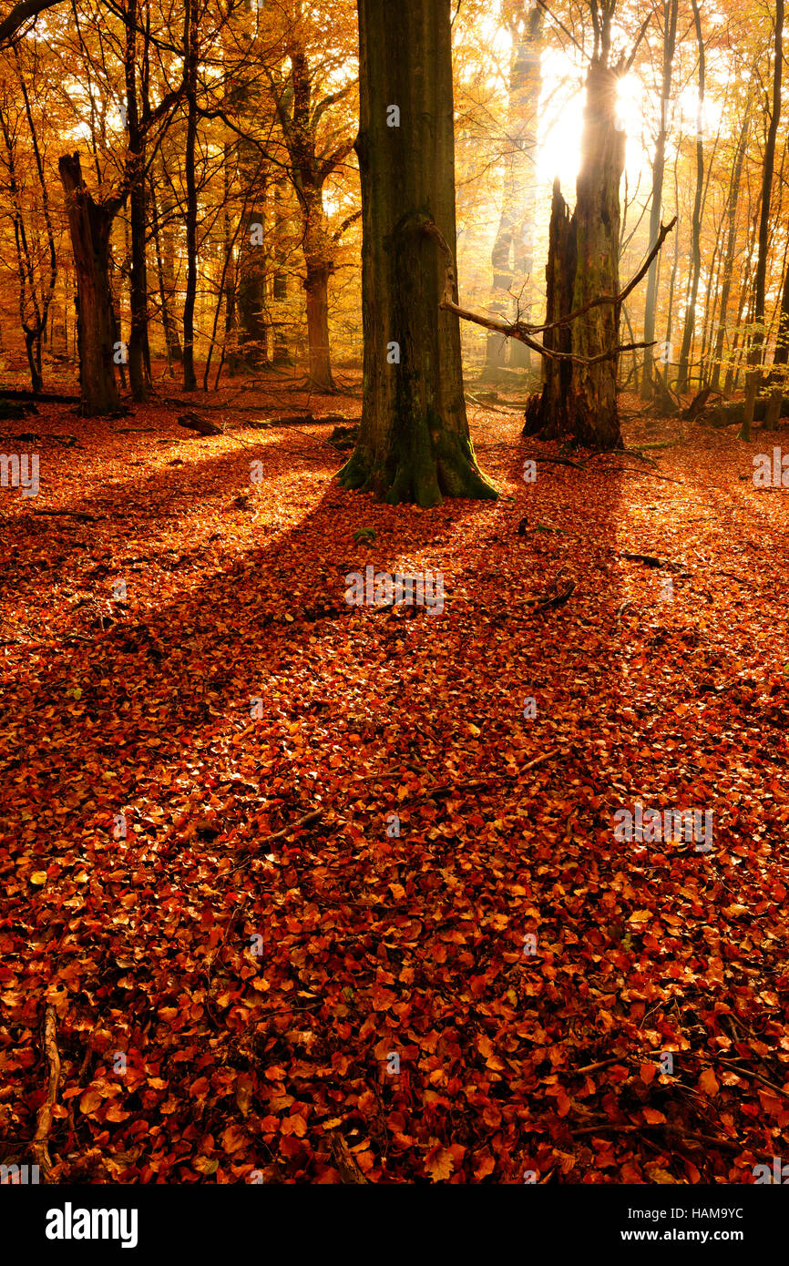 Sun shining through old beech (Fagus sp.) trees in former wood pasture ...