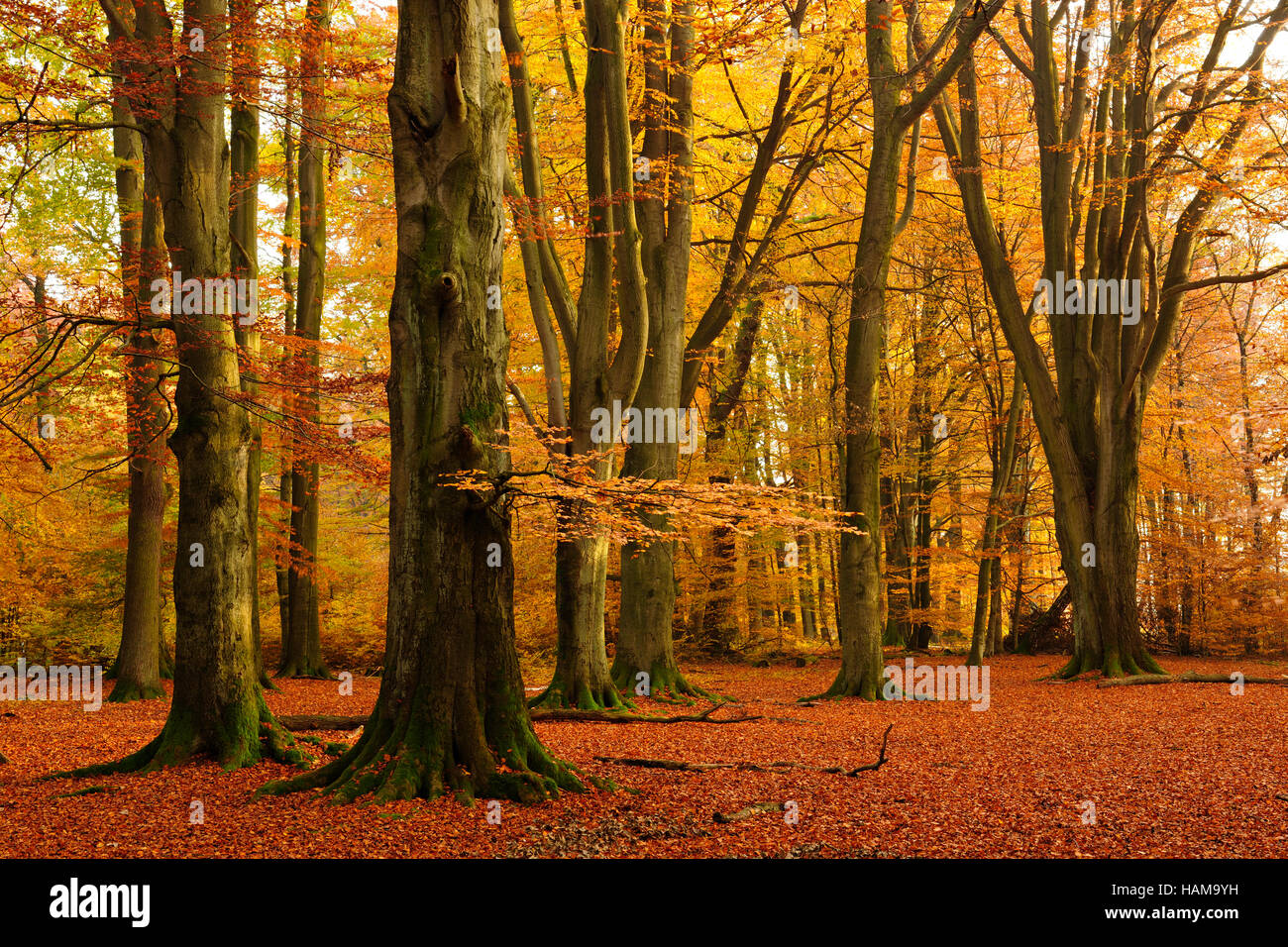 Old beech (Fagus sp.) trees in former wood pasture, autumn, backlight ...