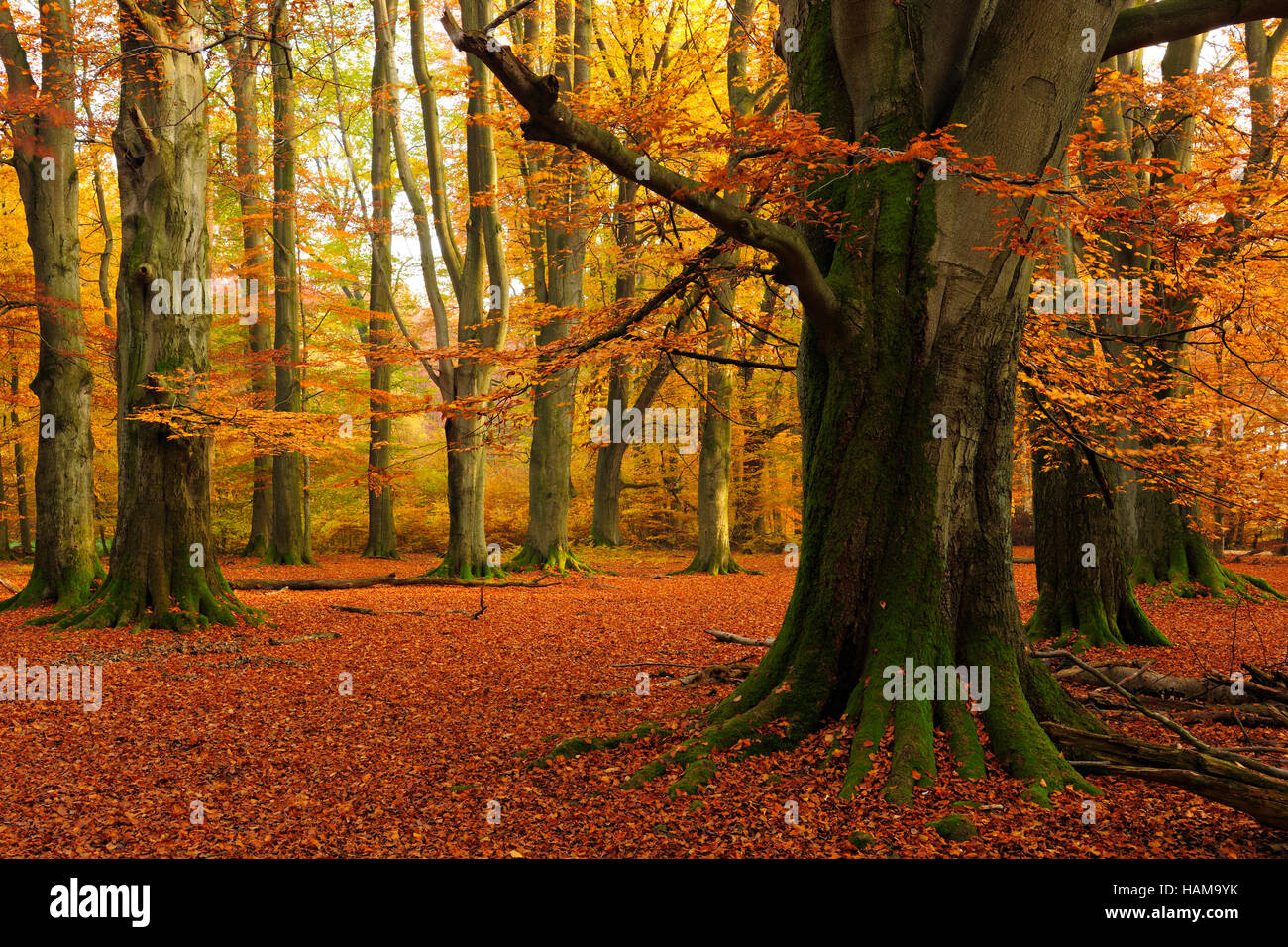 Old beech (Fagus sp.) trees in former wood pasture, autumn, backlight ...