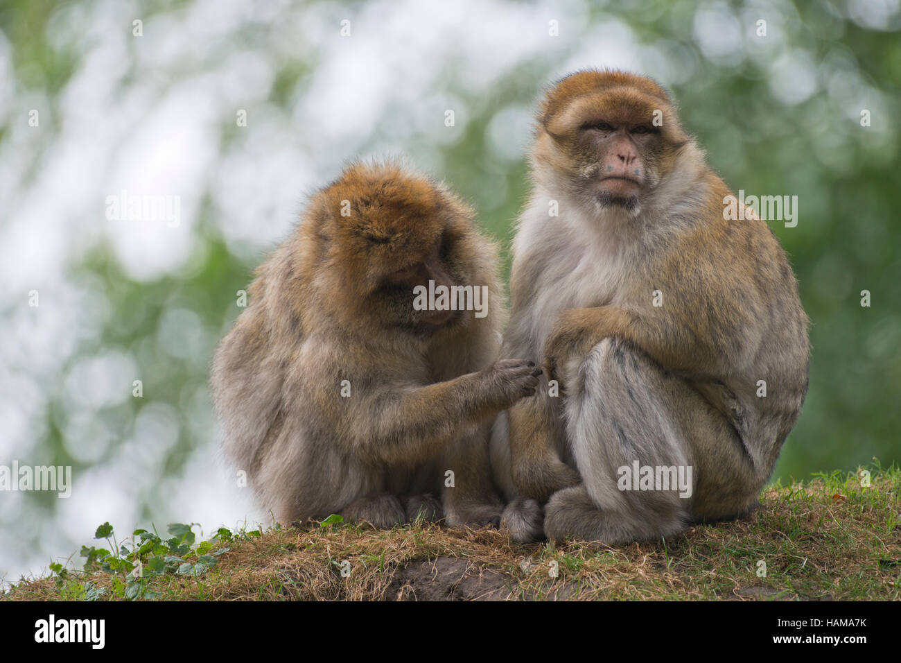 Barbary macaques (Macaca sylvanus), captive, North Rhine-Westphalia ...