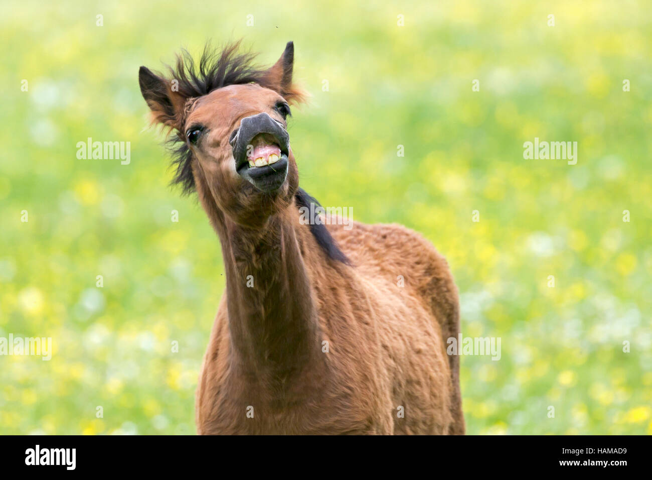 Haflinger foal, Baden-Württemberg, Germany Stock Photo - Alamy
